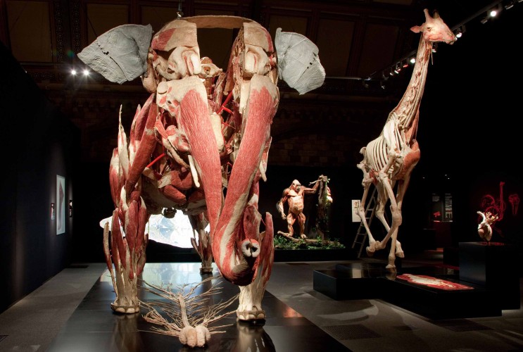 Animal Inside Out al Natural History Museum